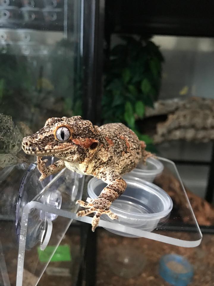 Gecko Accessories – I Heart Geckos